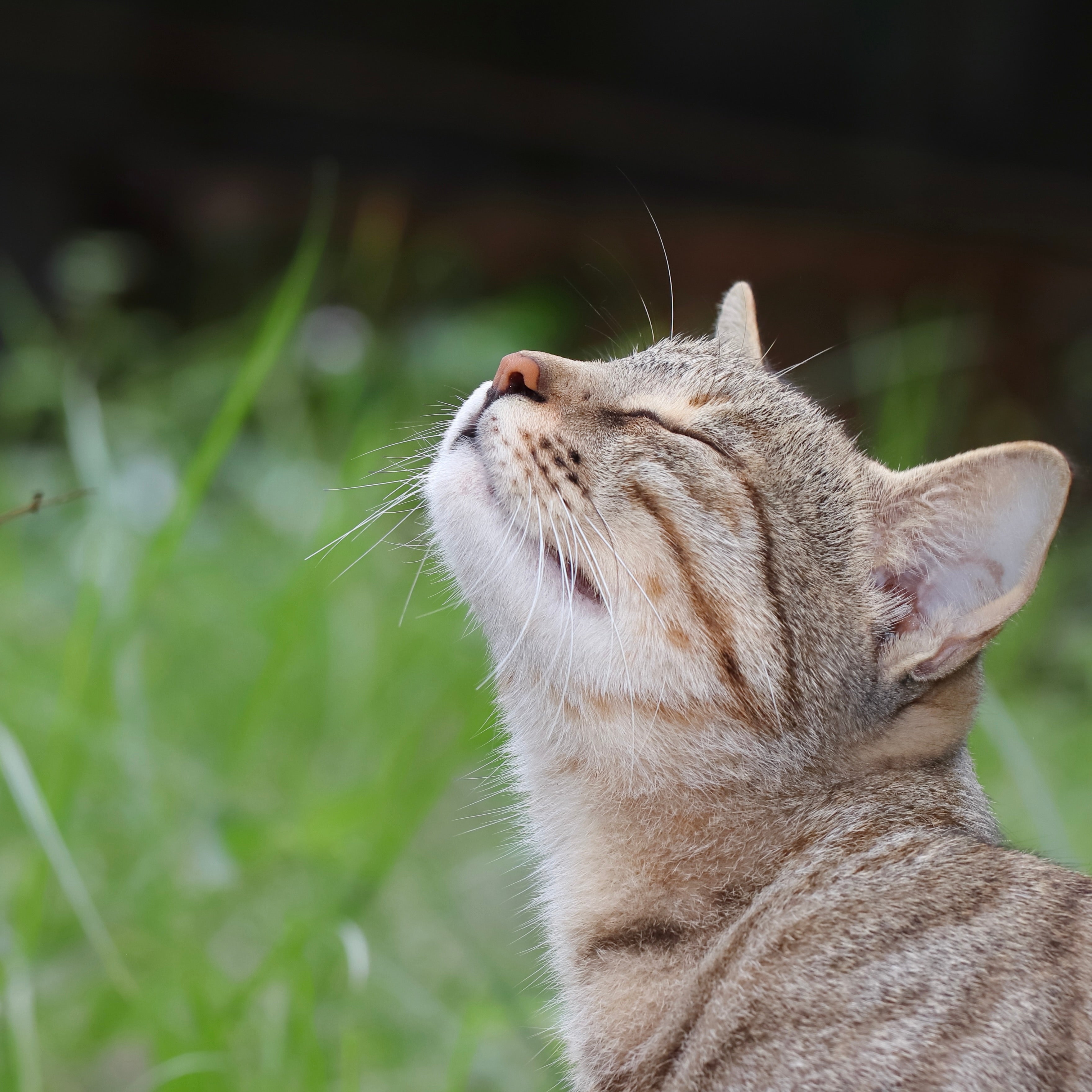 Natural Cat Treats – Green and Wilds - Retail